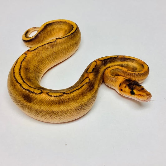 Champagne Ball Python by BHB Reptiles