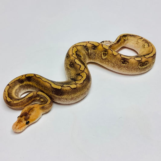 Champagne Enchi Ball Python by BHB Reptiles