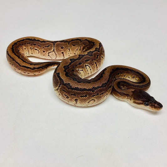 Cinnamon Pinstripe Ball Python by BHB Reptiles - MorphMarket