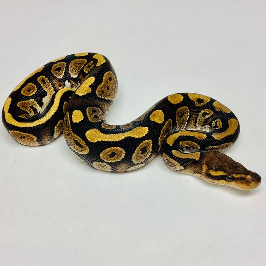 Cinnamon Yellowbelly Ball Python by BHB Reptiles