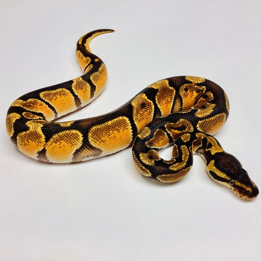 Enchi Orange Dream Ball Python by BHB Reptiles - MorphMarket