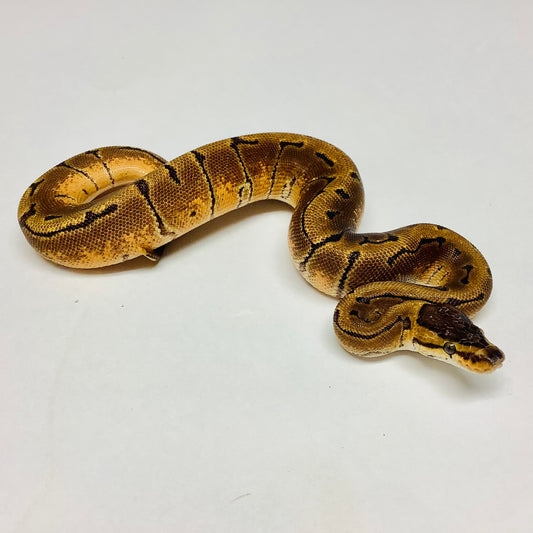 Enchi Pinstripe Ball Python by BHB Reptiles