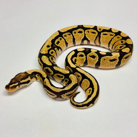 Fire Ball Python by BHB Reptiles - MorphMarket