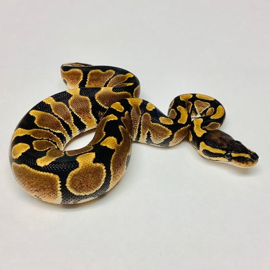 Het Ghost Ball Python by BHB Reptiles - MorphMarket