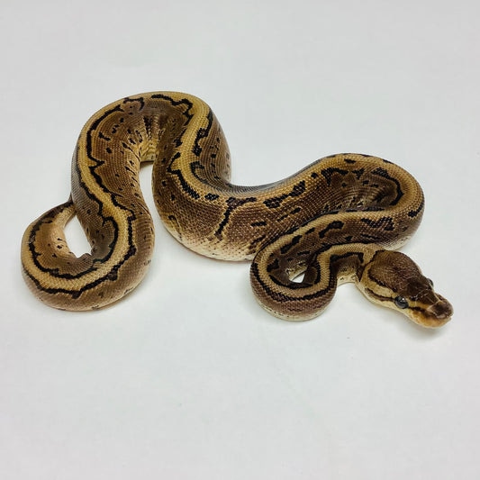 Lori Pinstripe Ball Python by BHB Reptiles