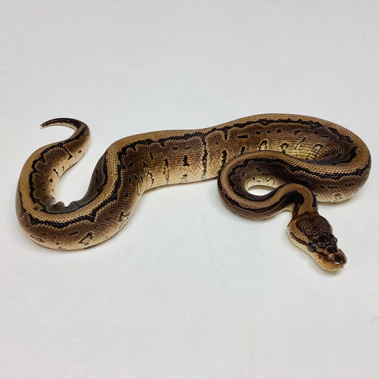 Lori Pinstripe Ball Python by BHB Reptiles - MorphMarket