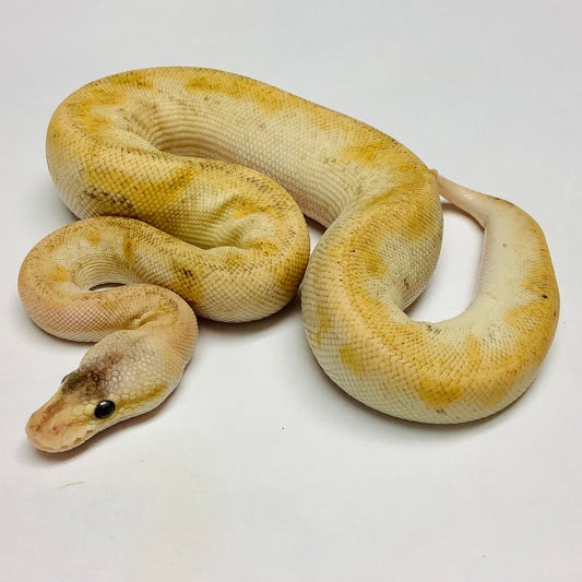 Pastel Champagne Ball Python by BHB Reptiles - MorphMarket
