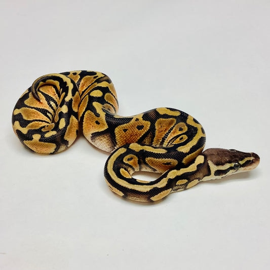 Pastel Het Ghost Ball Python by BHB Reptiles - MorphMarket