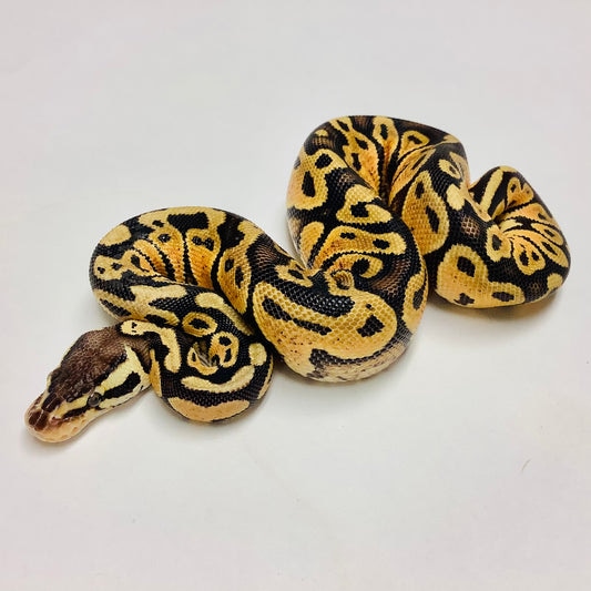 Pastel Yellowbelly Ball Python by BHB Reptiles - MorphMarket