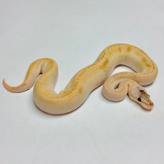 Pastel Mimosa Ball Python by BHB Reptiles - MorphMarket
