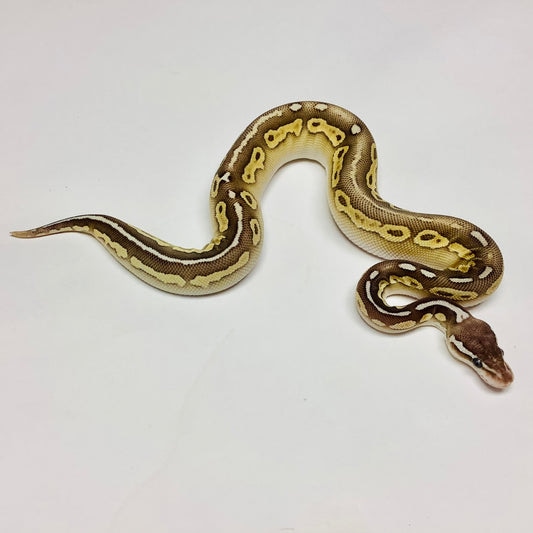 Pewter Lesser Bongo Ball Python by BHB Reptiles
