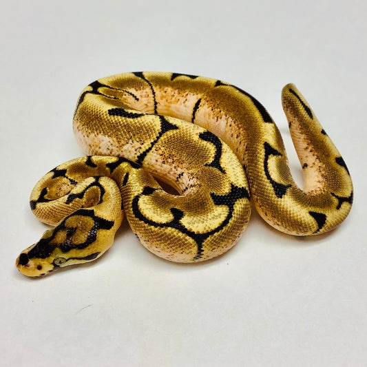 Spider Ball Python by BHB Reptiles - MorphMarket