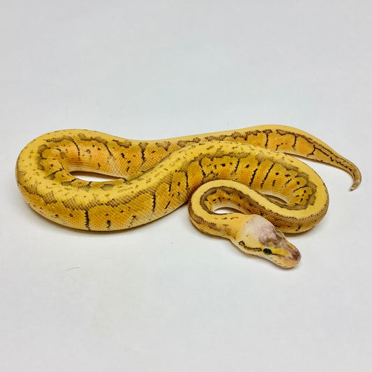 Super Blast X-Treme Ball Python by BHB Reptiles - MorphMarket