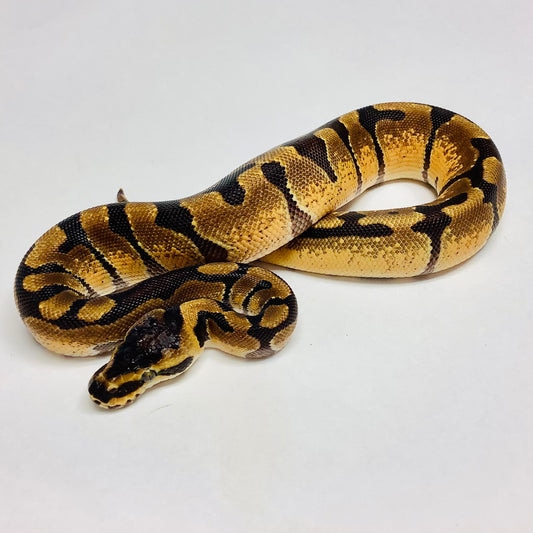Super Enchi Ball Python by BHB Reptiles