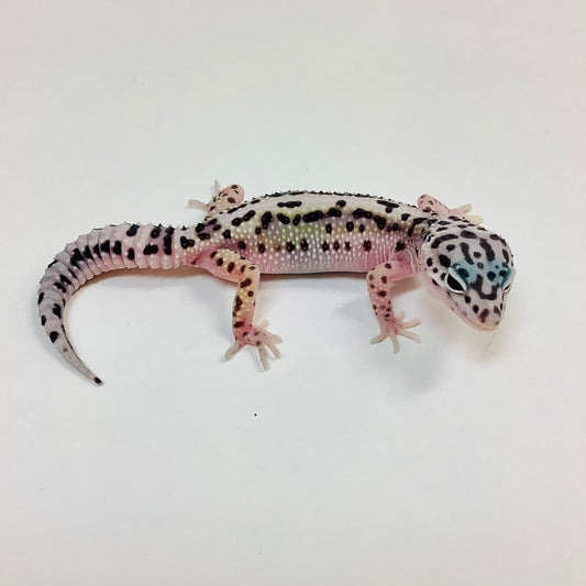 Bold Mack Snow Leopard Gecko by BHB Reptiles - MorphMarket