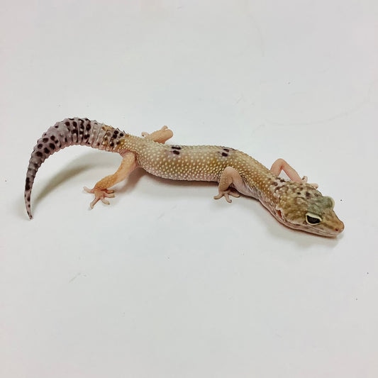 Dark Hypo Mack Snow Pos Het Eclipse & Tremper Leopard Gecko by BHB ...