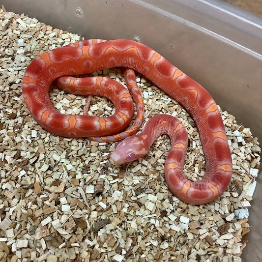 Scaleless Red Factor Amel Corn Snake by BHB Reptiles - MorphMarket