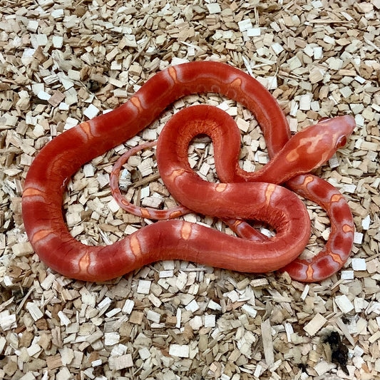 Scaleless Red Factor Amel Corn Snake by BHB Reptiles - MorphMarket