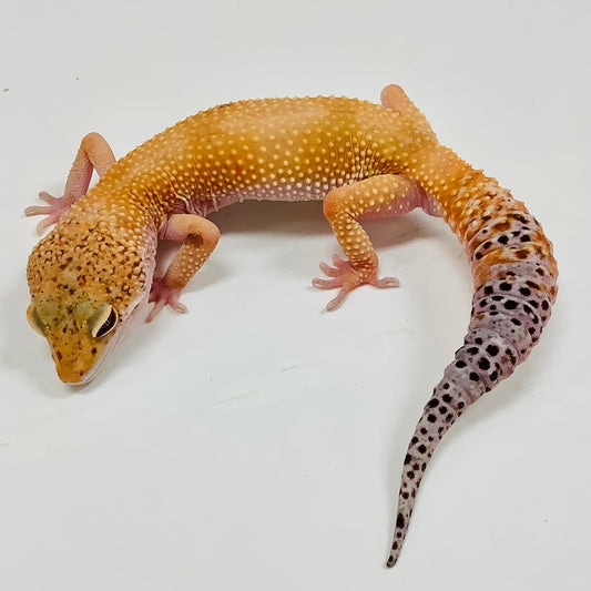 Super Hypo Tangerine Carrot Tail Baldy Leopard Gecko by BHB Reptiles