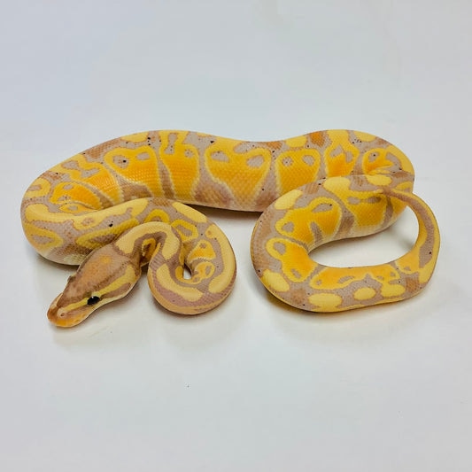 Banana Bongo Ball Python by BHB Reptiles - MorphMarket