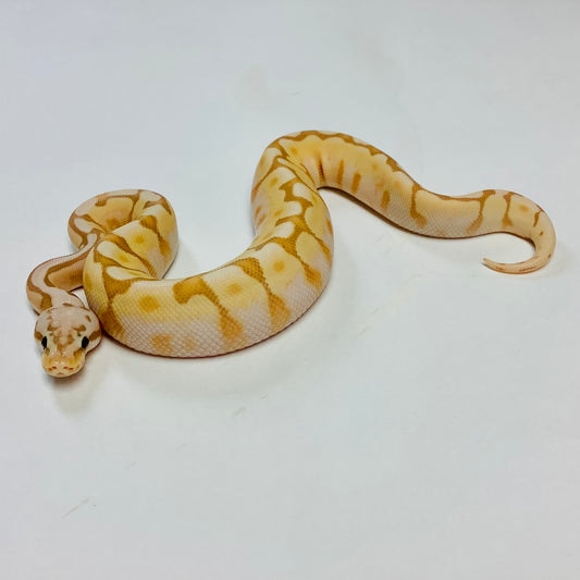 Banana Enchi Spider Bongo Ball Python by BHB Reptiles - MorphMarket
