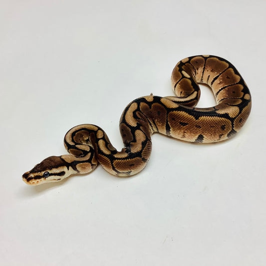 Cinnamon Woma Ball Python by BHB Reptiles