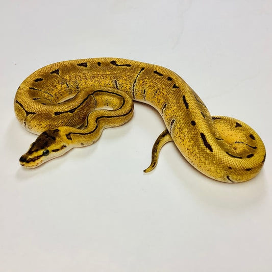Enchi Pinstripe Ball Python by BHB Reptiles - MorphMarket