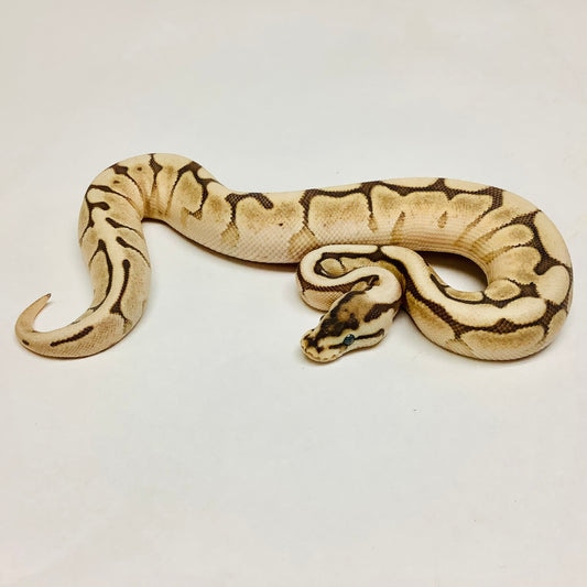 Lesser Spider Ball Python by BHB Reptiles