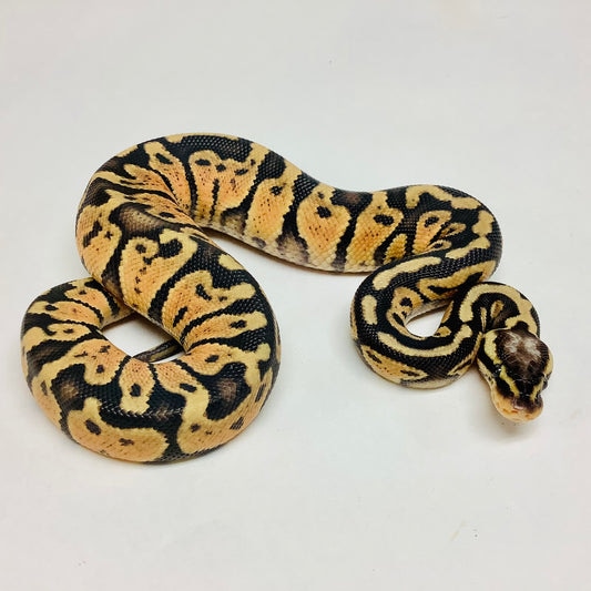 Pastel Ball Python by BHB Reptiles - MorphMarket