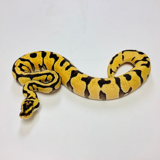 Pastel Super Enchi Ball Python by BHB Reptiles