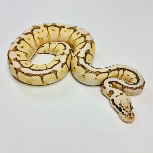 QueenBee Ball Python by BHB Reptiles - MorphMarket