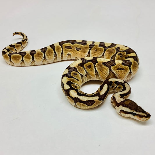 Woma Lesser Ball Python by BHB Reptiles