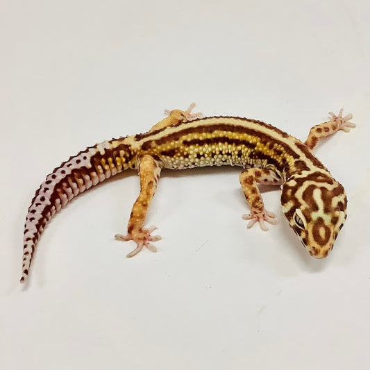 Bold Bell Albino Leopard Gecko by BHB Reptiles - MorphMarket