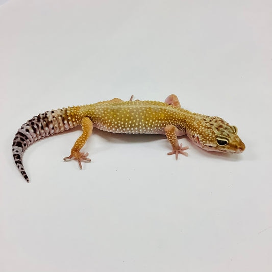 Hypo Leopard Gecko by BHB Reptiles - MorphMarket