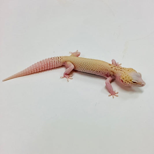 Mack Snow Radar W/Y Leopard Gecko by BHB Reptiles - MorphMarket