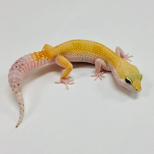 Super Hypo Tangerine Carrot Tail Baldy W/Y Het Eclipse Leopard Gecko by ...