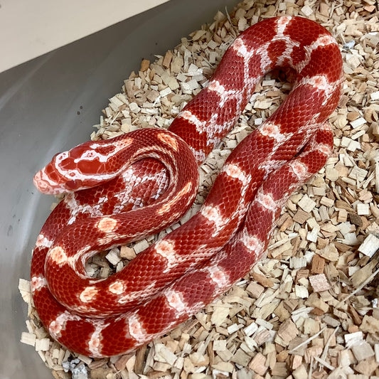 Red Factor Albino Corn Snake by BHB Reptiles