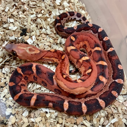 Scaleless Tiger Corn Snake by BHB Reptiles