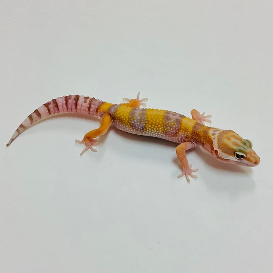 Albino Tremper Tangerine Pos Het Eclipse & Murphy Patternless Leopard ...