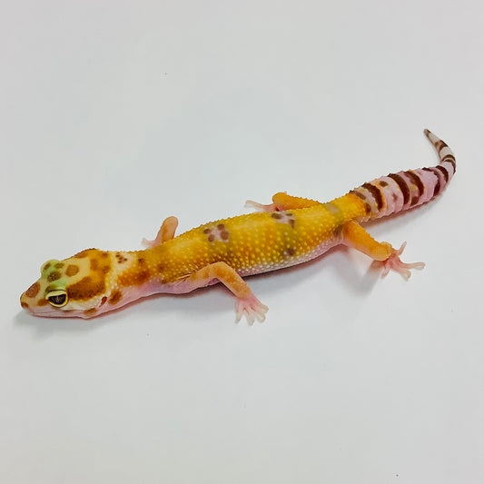 Hypo Albino Tremper Tangerine Pos Het Eclipse Leopard Gecko by BHB ...