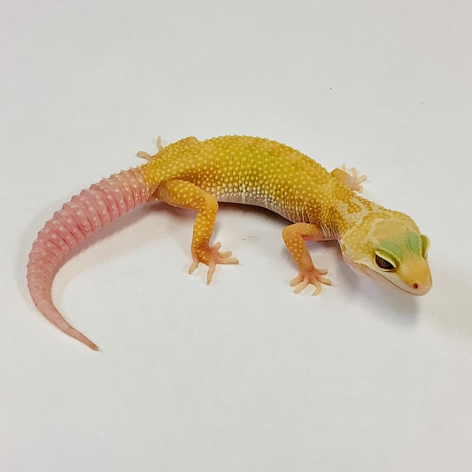 Albino Tremper Murphy Patternless Leopard Gecko by BHB Reptiles ...