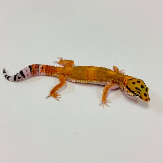 Hypo Tangerine Carrot Tail Pos Het Tremper Leopard Gecko by BHB ...