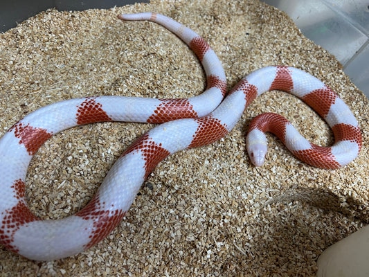 Adult Albino Nelson's Milk Snake by BHB Reptiles - MorphMarket