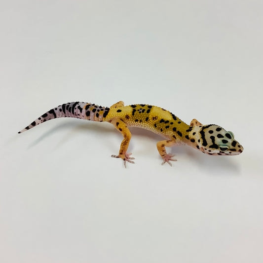 Bandit Tangerine Leopard Gecko by BHB Reptiles - MorphMarket