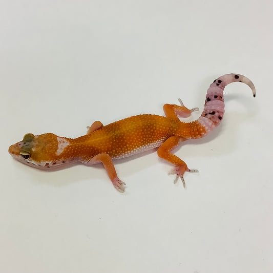 Super Hypo Tangerine Carrot Tail Baldy Leopard Gecko by BHB Reptiles