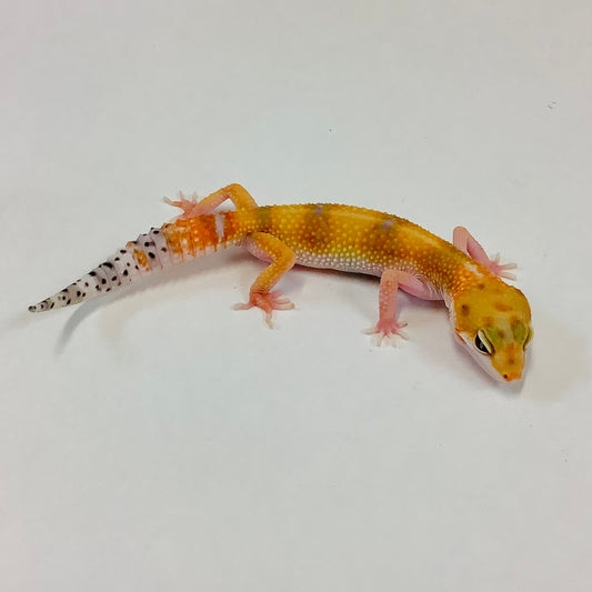 Tangerine W/Y Carrot Tail Leopard Gecko by BHB Reptiles - MorphMarket