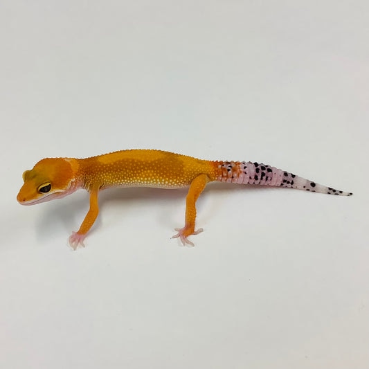 Super Hypo Tangerine Carrot Tail Baldy Leopard Gecko by BHB Reptiles
