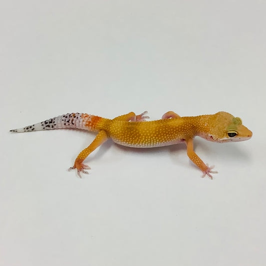 Super Hypo Tangerine Carrot Tail Baldy Leopard Gecko by BHB Reptiles