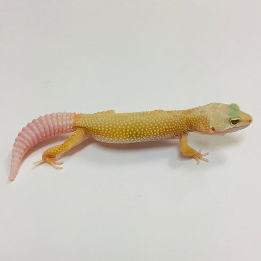 Albino Tremper Murphy Patternless Leopard Gecko by BHB Reptiles