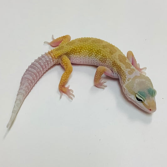 Murphy Patternless Leopard Gecko by BHB Reptiles - MorphMarket